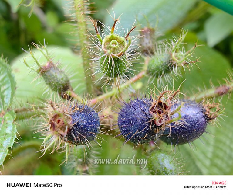 Huawei Mate 50 Pro Macro Camera Review in Malaysia - David Explores