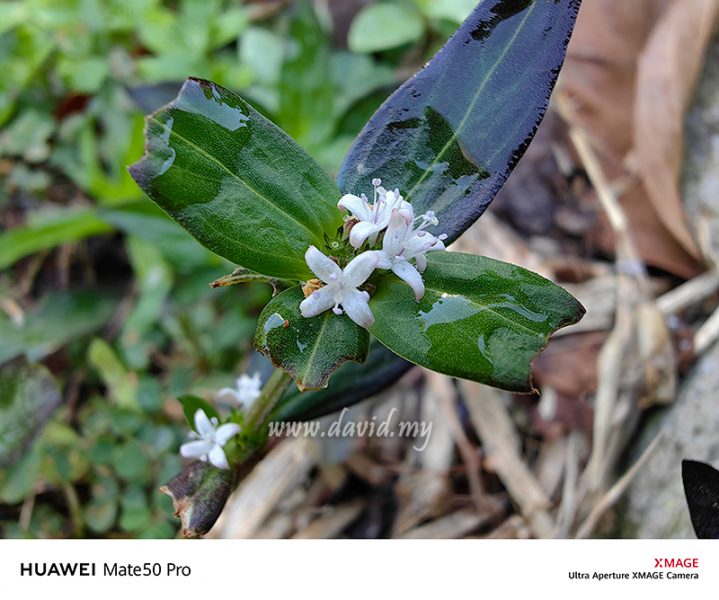 Huawei Mate 50 Pro Macro Camera Review in Malaysia - David Explores
