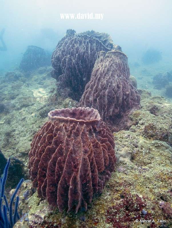 Scuba Diving at the Andaman Islands - David Explores